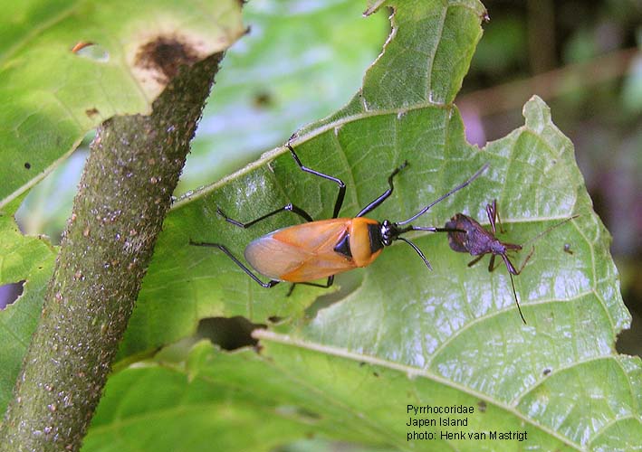 Papua Insects Foundation (Hemiptera/Heteroptera)